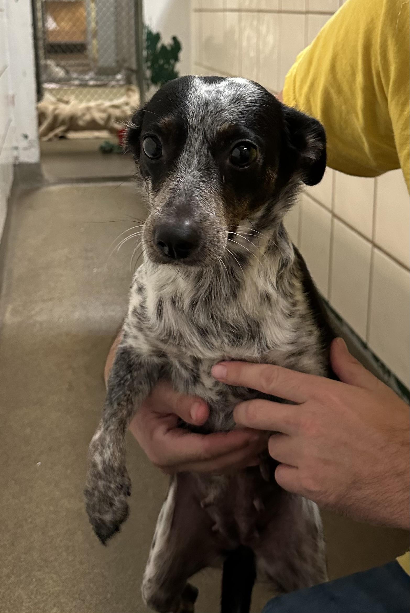 Dog for adoption - Lundy 2301, a Terrier Mix in Boca Raton, FL | Petfinder