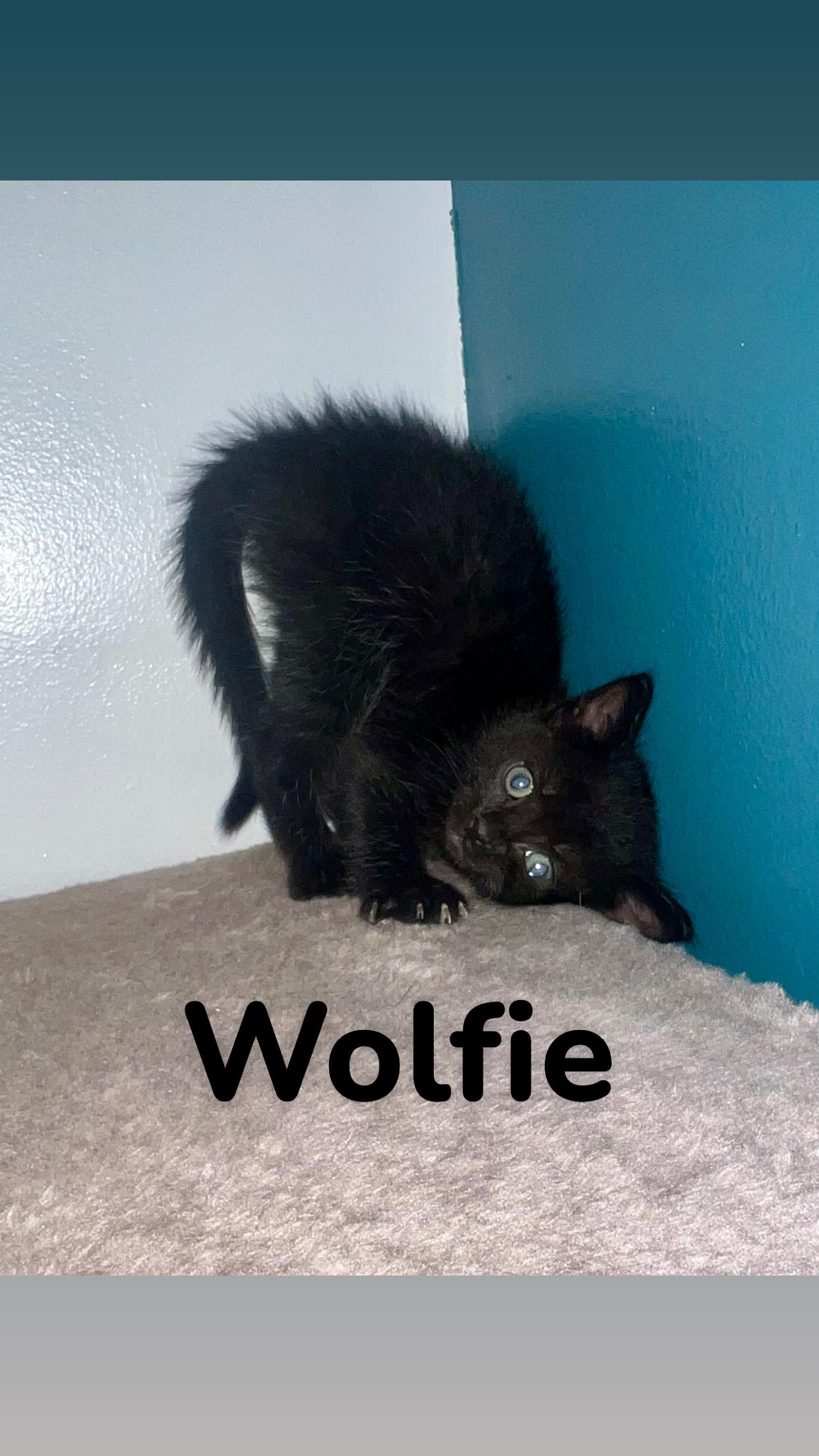 Cat for adoption - Wolfie, a Domestic Medium Hair in Grove City, OH | Petfinder