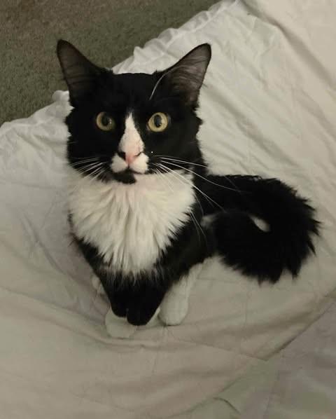 Cat for adoption - Pandy, a Domestic Long Hair in Arnold, MO | Petfinder