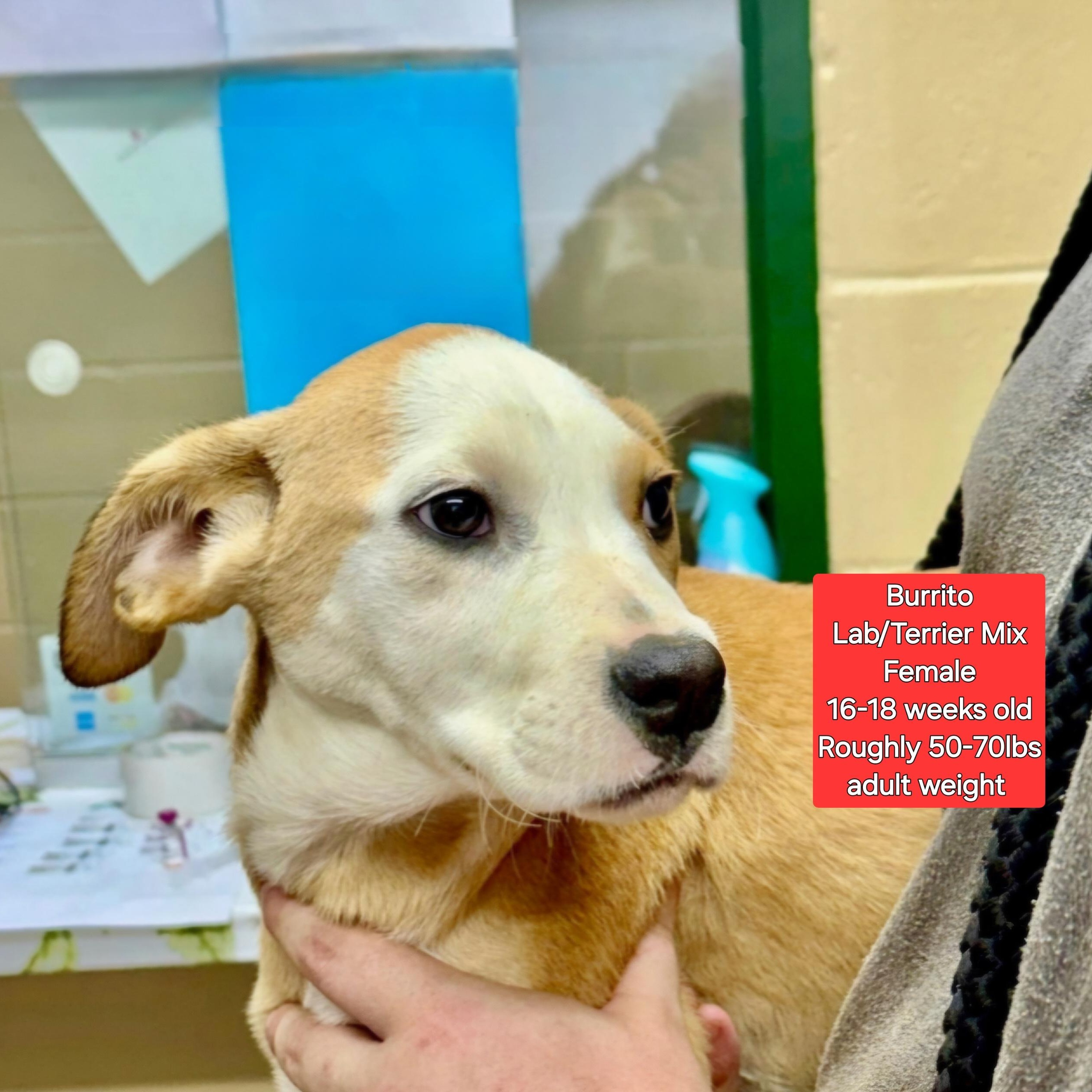 Dog for adoption - Burrito, a Labrador Retriever & Terrier Mix in ...