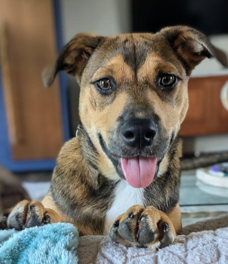 Dog for adoption - Becca Snugglecakes, a Pit Bull Terrier & Labrador ...