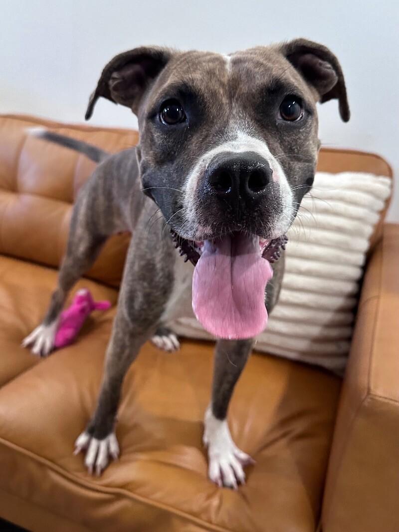 Dog for adoption - Rio Daniel, a Boxer & Pit Bull Terrier Mix in Austin ...