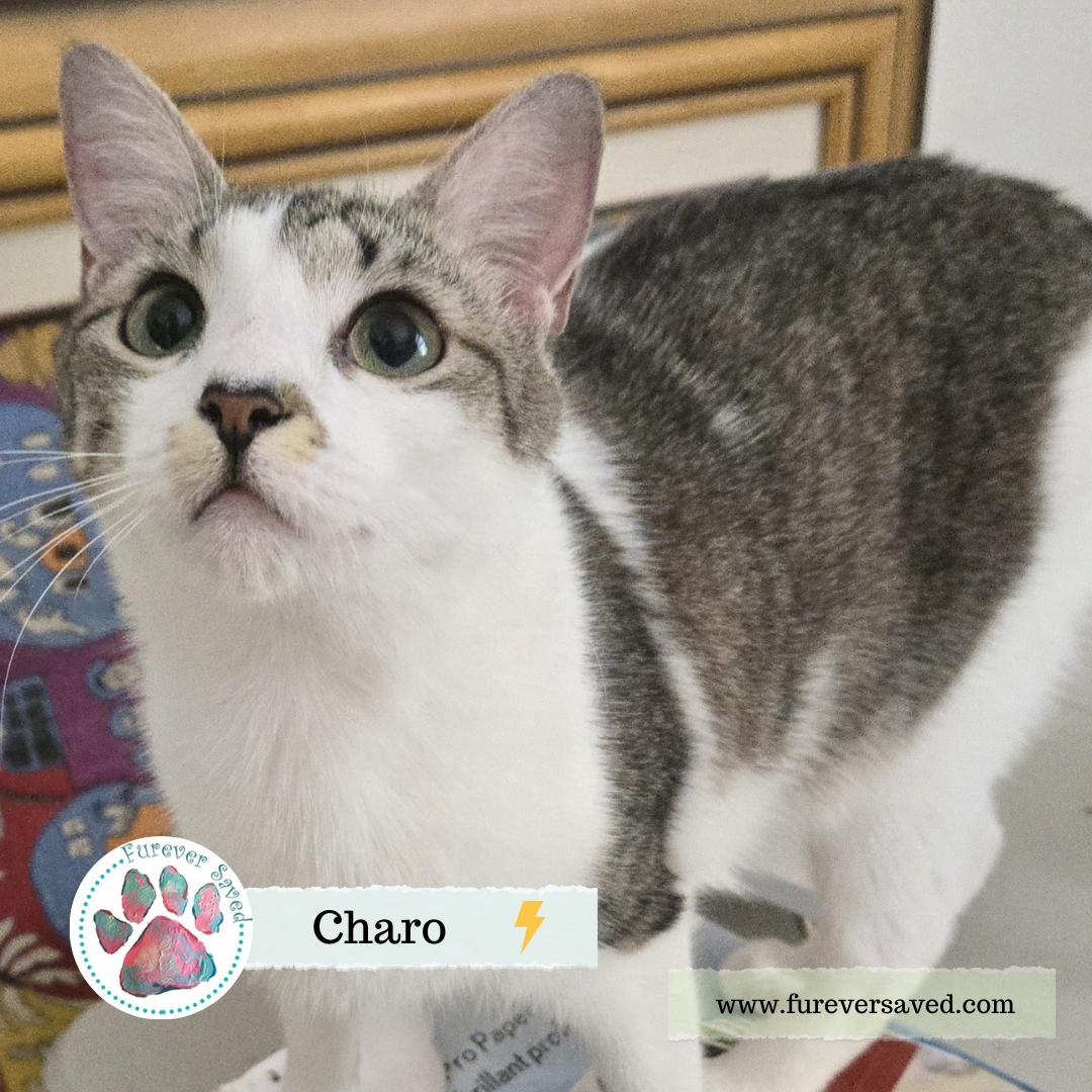 Cat for adoption - Charo, a Domestic Short Hair in Cumberland, RI ...