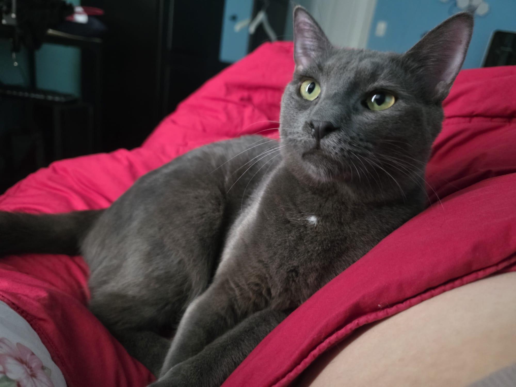 Cat for adoption - Bluey, a Domestic Short Hair in Staten Island, NY ...