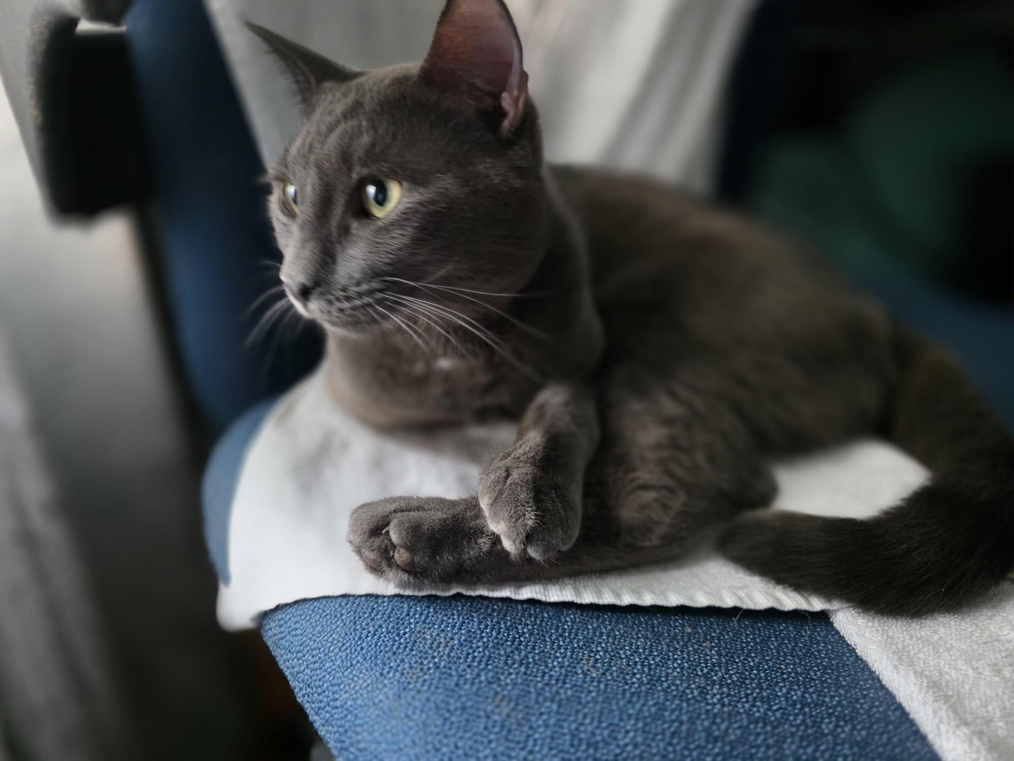 Cat for adoption - Bluey, a Domestic Short Hair in Staten Island, NY ...
