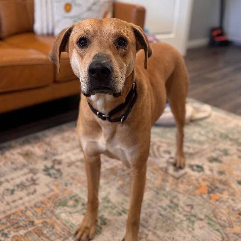 Dog for adoption - Max English the Faithful Friend, a Labrador ...