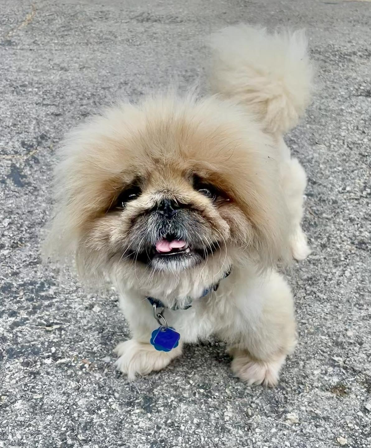 Dog for adoption - Cubbly (rhymes with Bubbly), a Pekingese in Bull ...