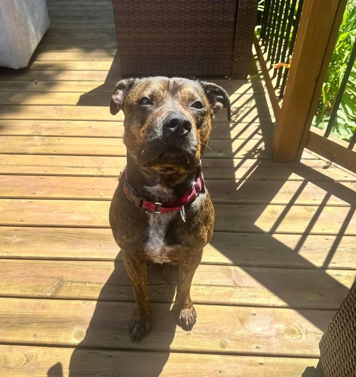 Dog for adoption - Bruce, a Pit Bull Terrier in White Lake, MI | Petfinder