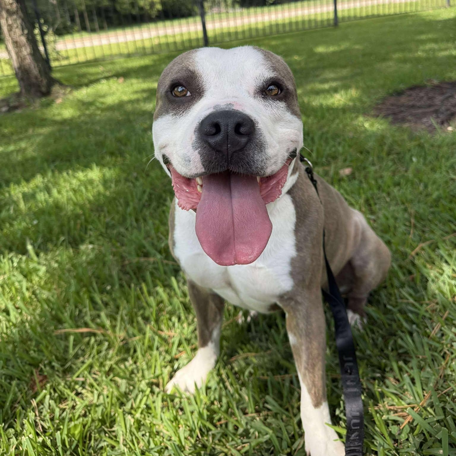 Dog for adoption - Chip, a Pit Bull Terrier Mix in Des Moines, WA ...