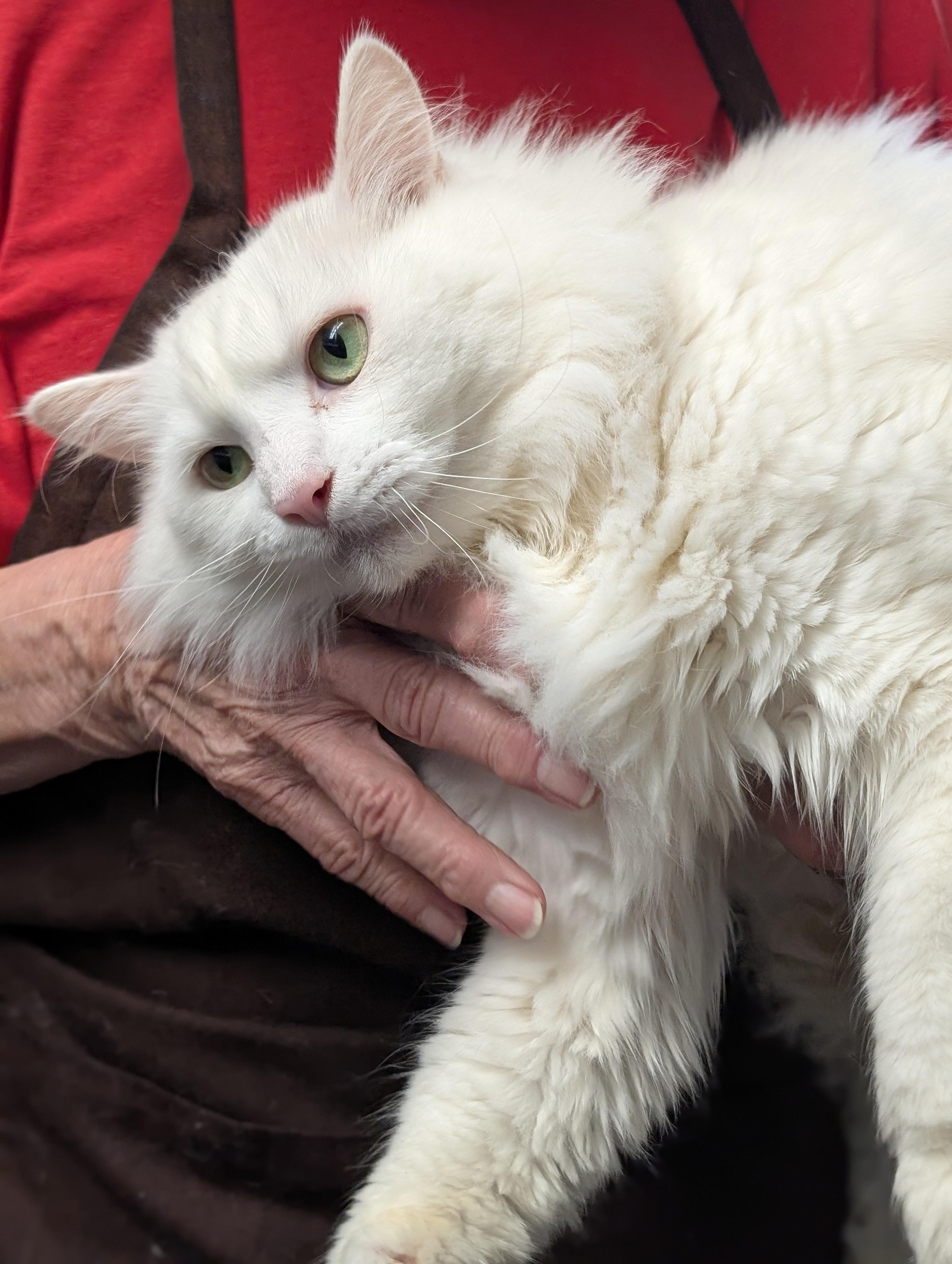 Cat for adoption - Kissy, a Domestic Long Hair in Tilton, IL | Petfinder