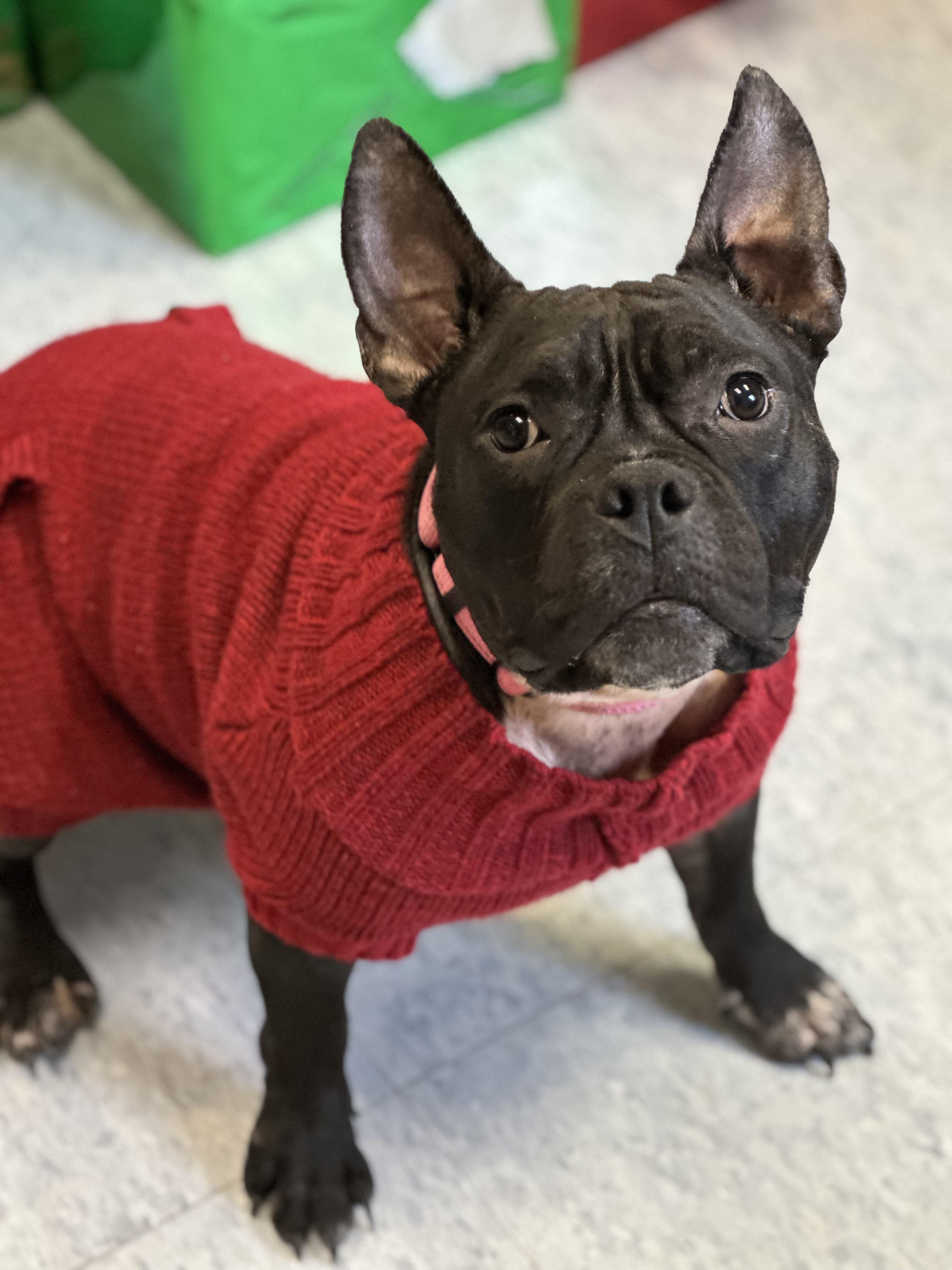 Dog for adoption - Molly, a French Bulldog Mix in Alliston, ON | Petfinder