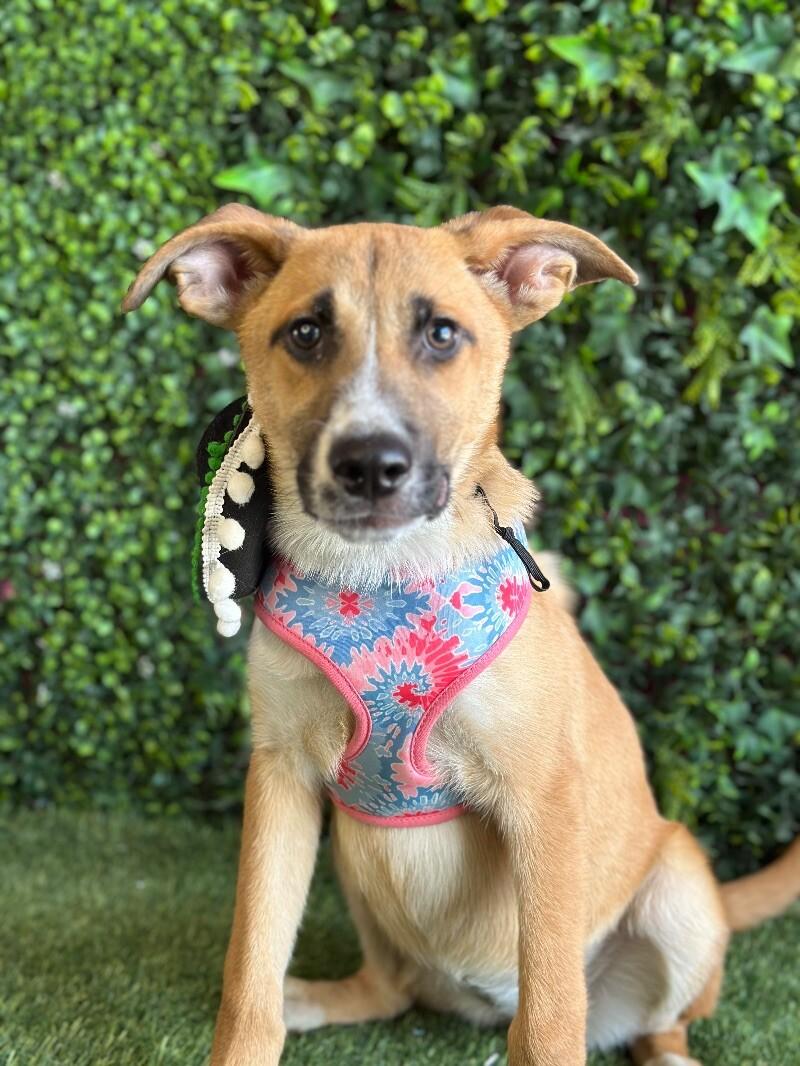 Dog for adoption - Bea, a German Shepherd Dog Mix in Yuba City, CA ...