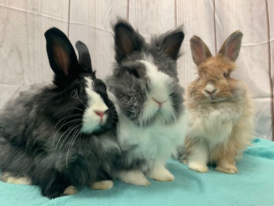 Rabbit for adoption - Penguin & Fluffy Puffy & Sunkiss, a Lionhead in ...