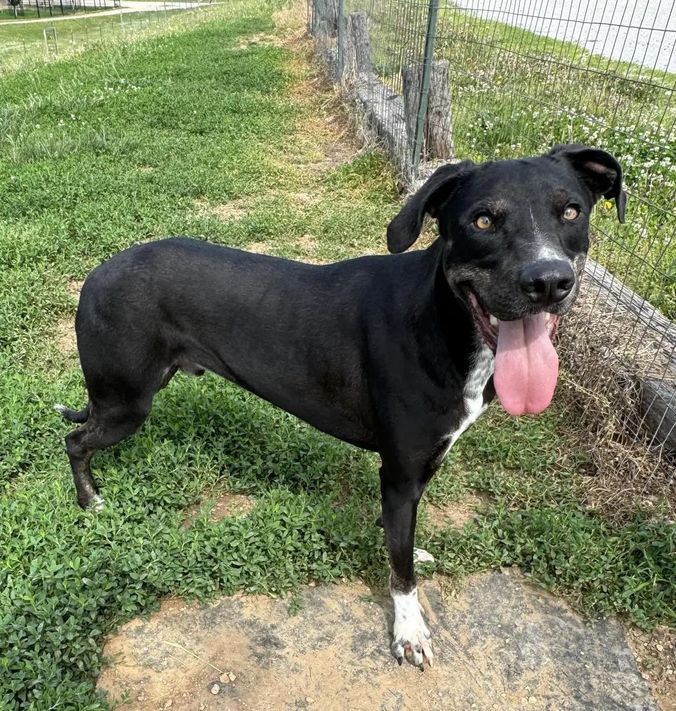Dog for adoption - Toddrick, a Catahoula Leopard Dog in Auburn, NE ...