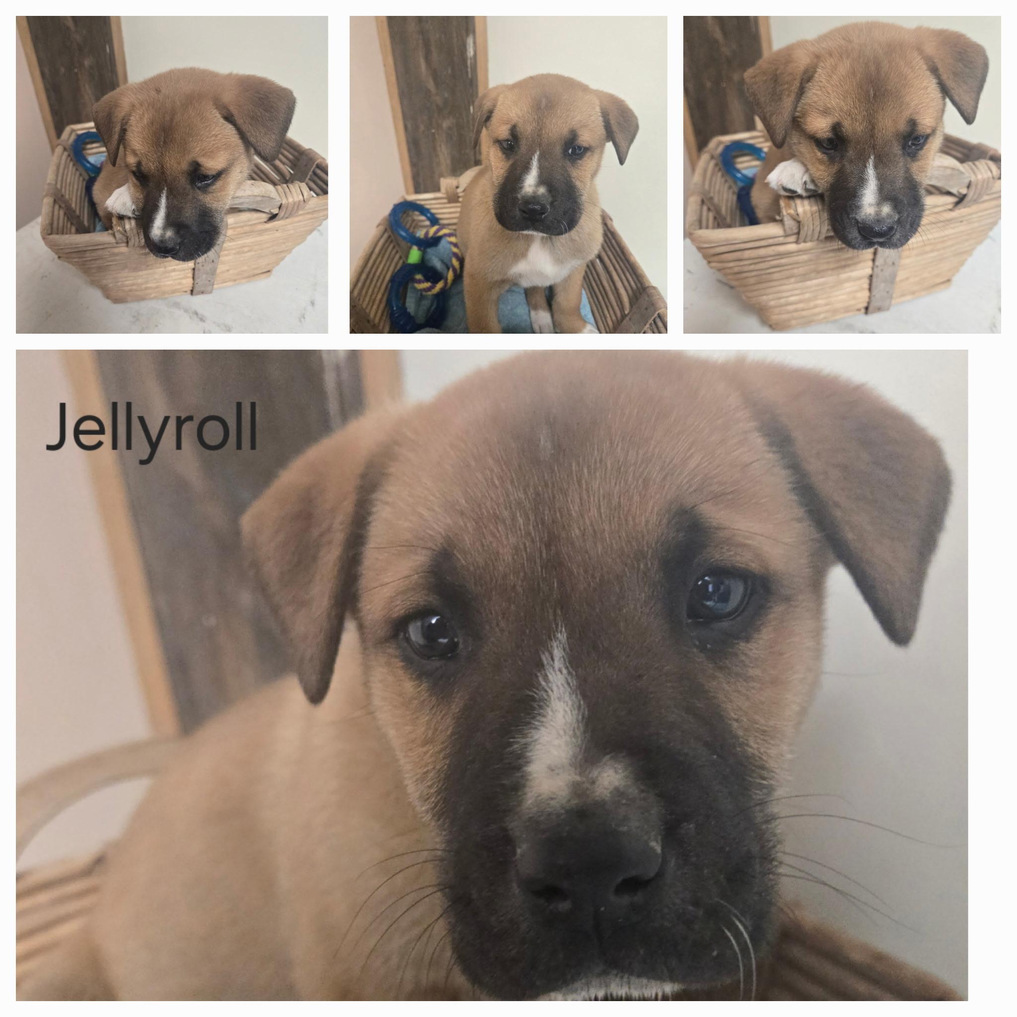 Dog for adoption - Jelly roll, a German Shepherd Dog & Labrador Retriever Mix in New Rochelle ...