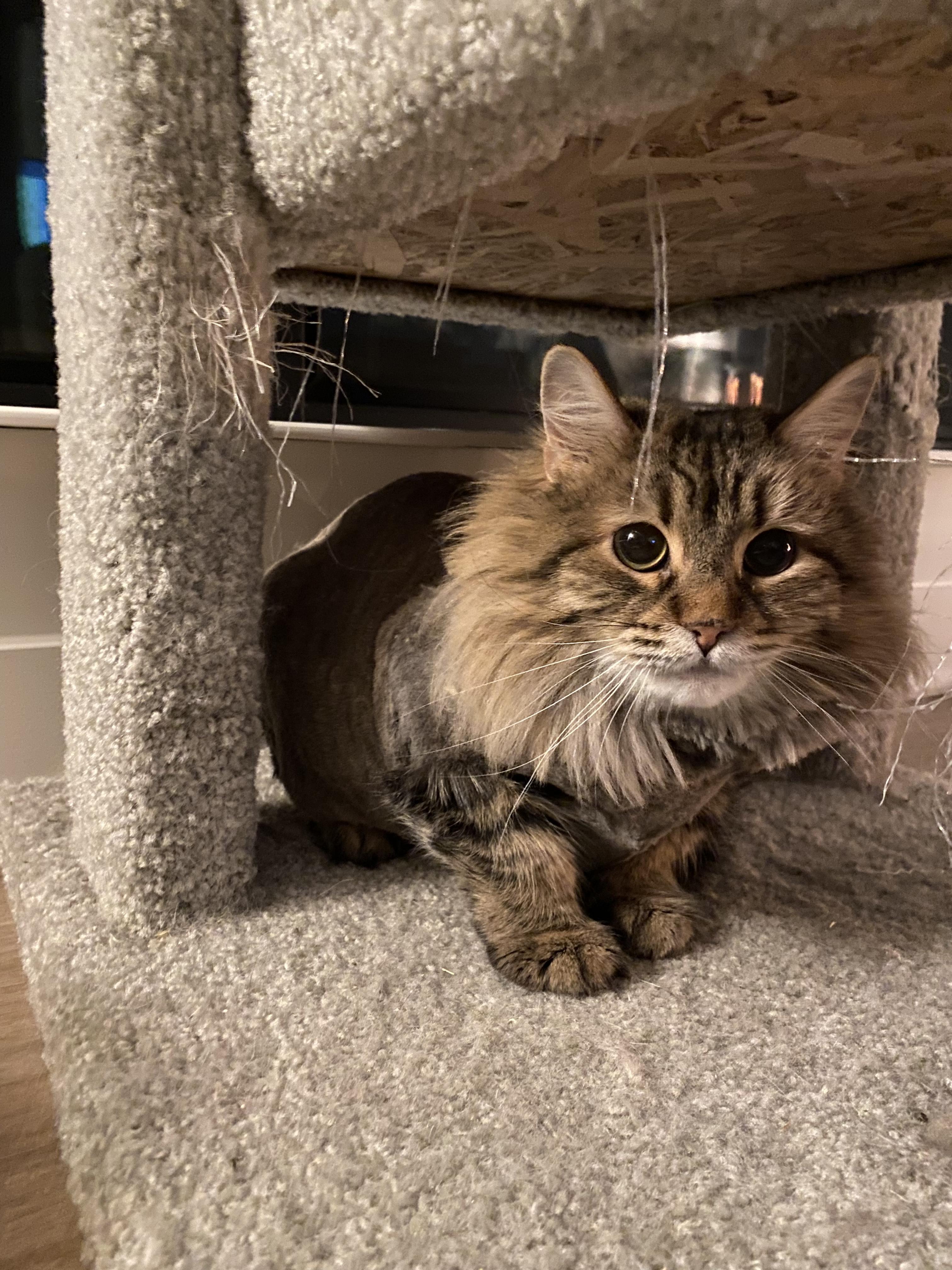 Adopt a Cat MN | Cat Adoption Minnesota | Pet Haven