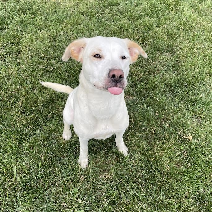 Dog for adoption - Marigold, a Yellow Labrador Retriever & Pit Bull ...