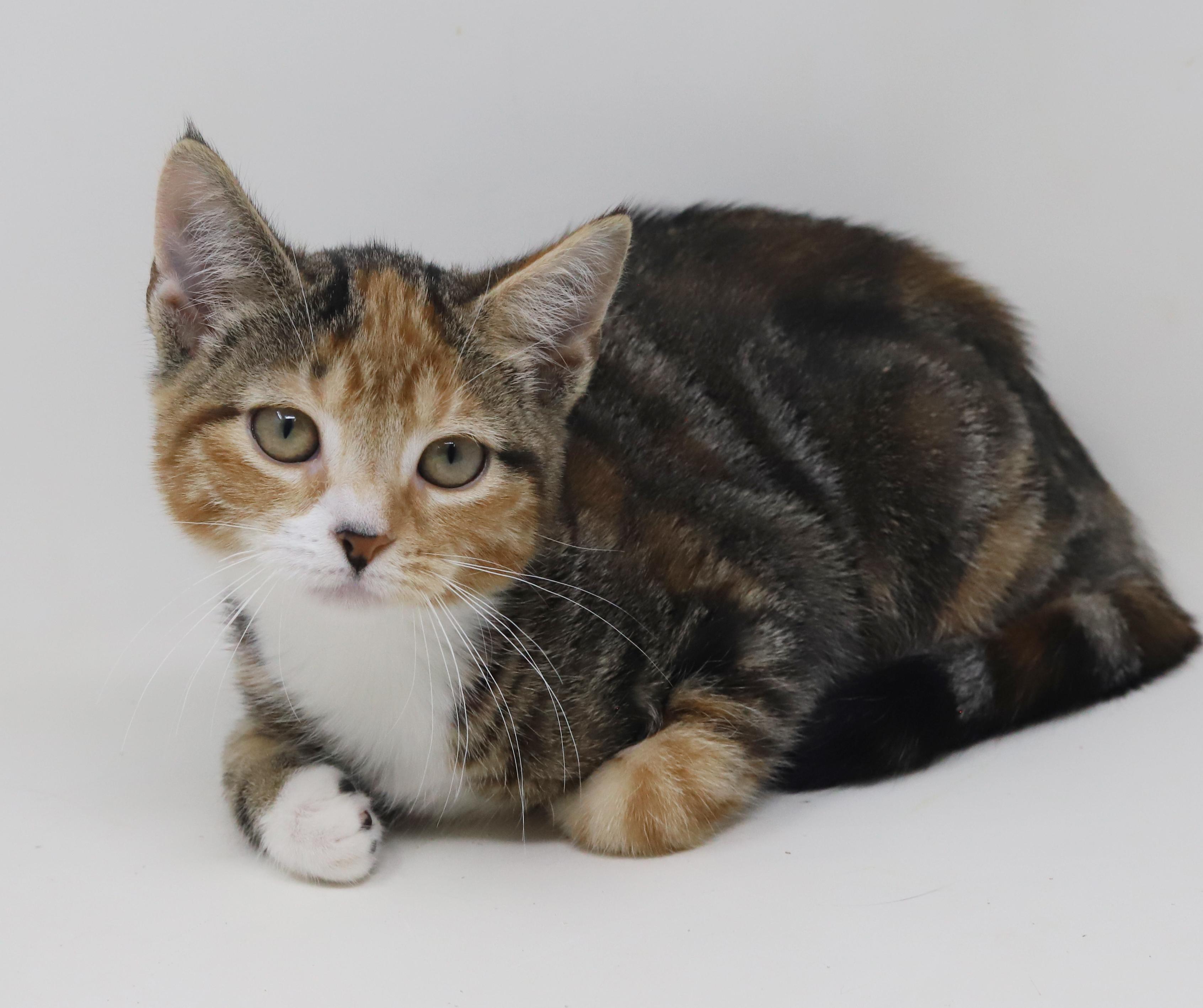 Cat for adoption - Netflix is nothing but SWEET SWEET SWEET!, a Torbie ...