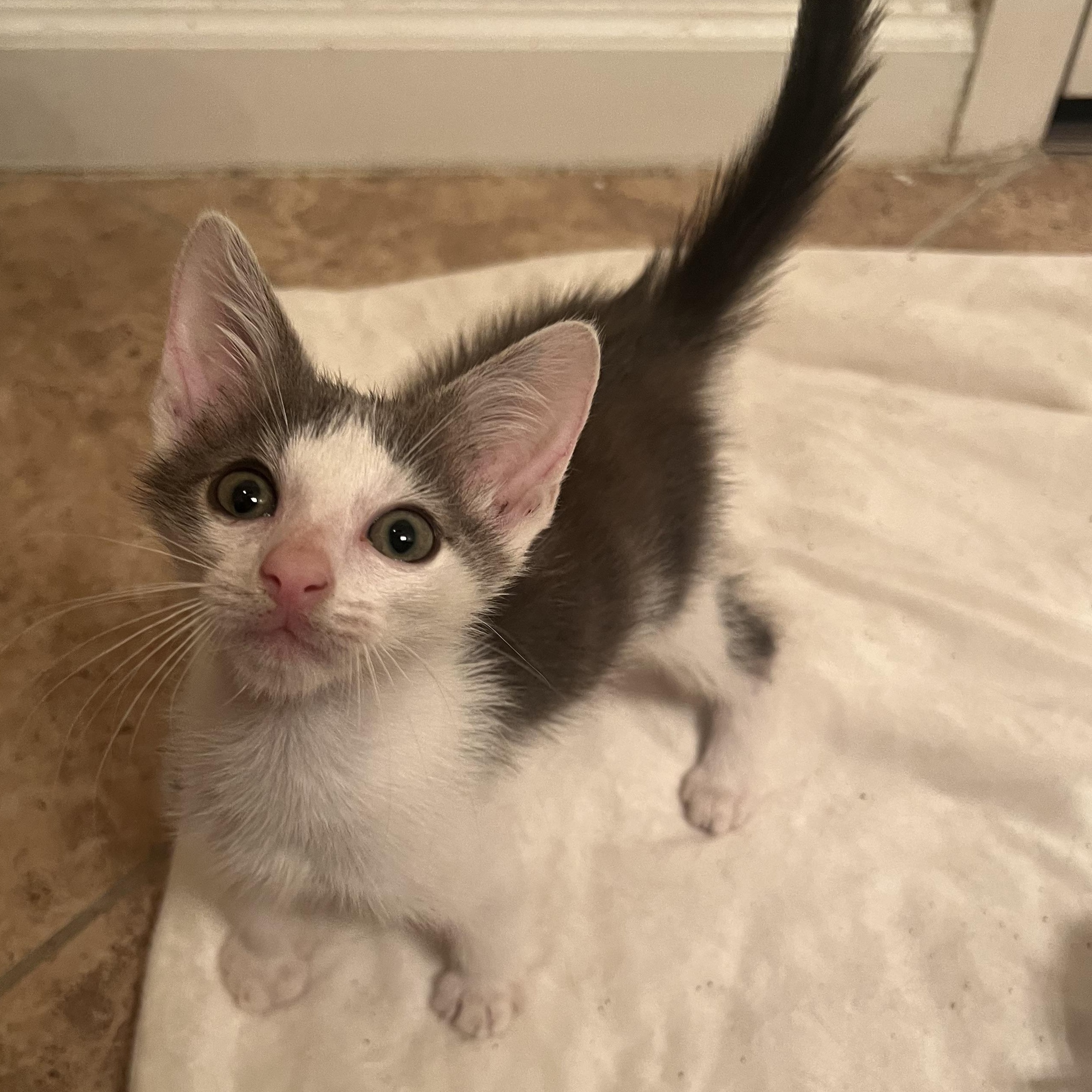 Cat for adoption - Sully, a Domestic Medium Hair in jacksonville, FL ...