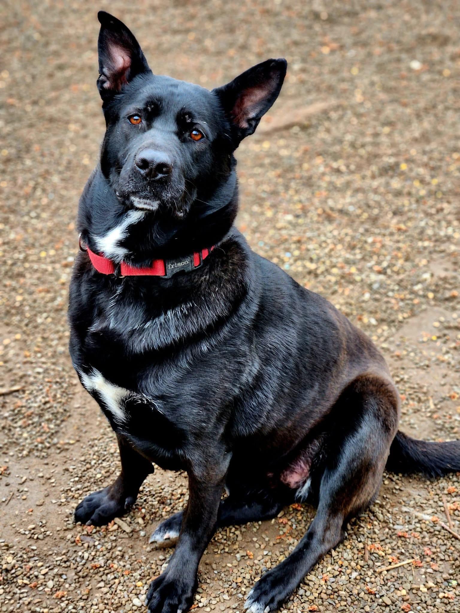 Dog for adoption - Cleo, a German Shepherd Dog & Akita Mix in ...