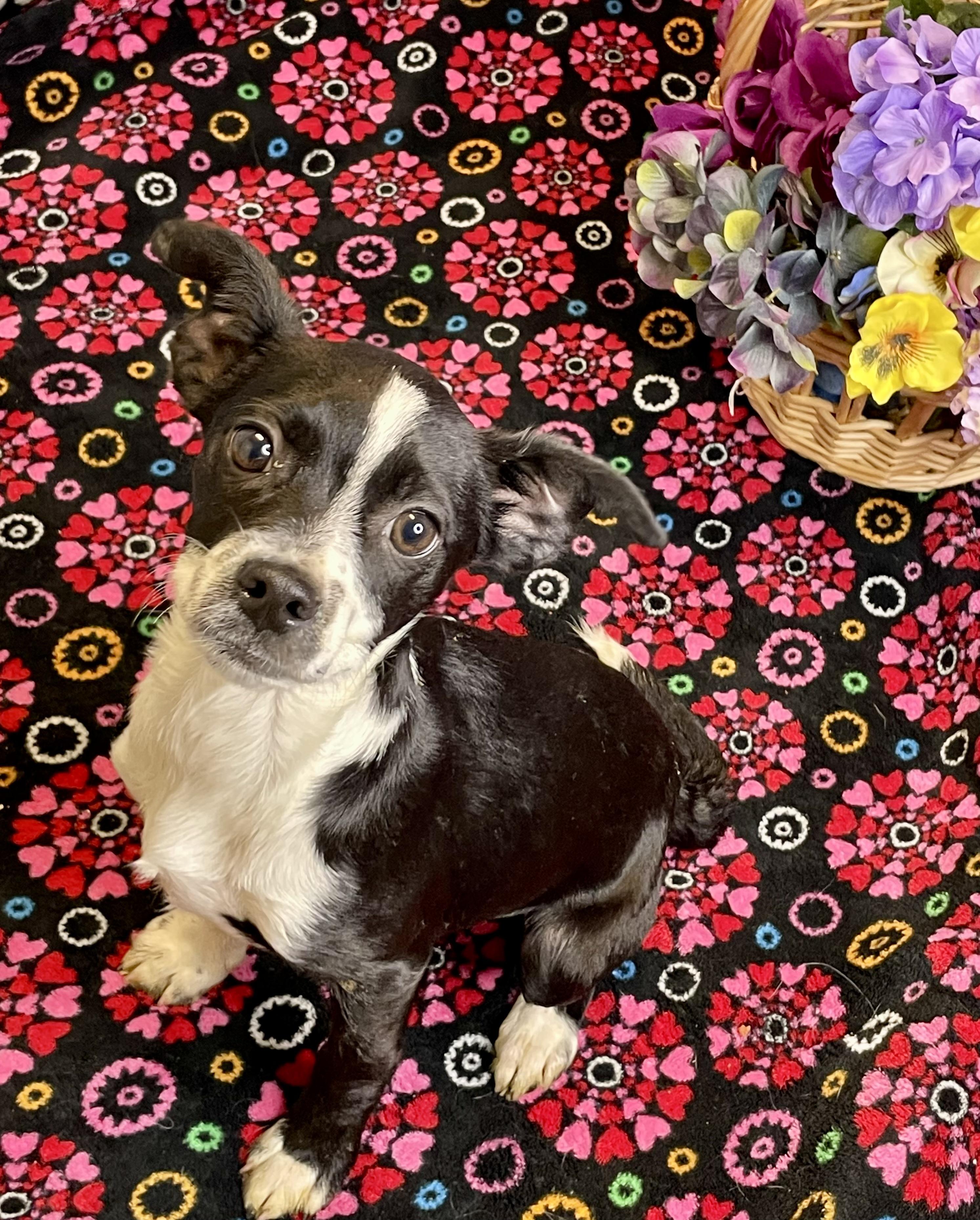 Dog for adoption - Pebbles, a Terrier Mix in Lacon, IL | Petfinder