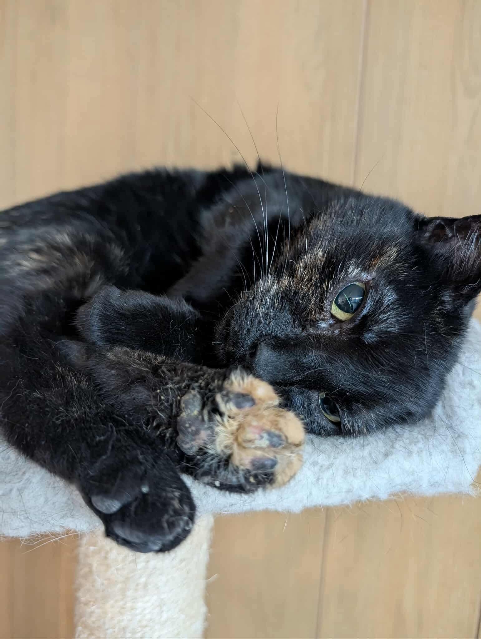 Cat for adoption - Rei Rei, a Tortoiseshell in Hartville, OH | Petfinder