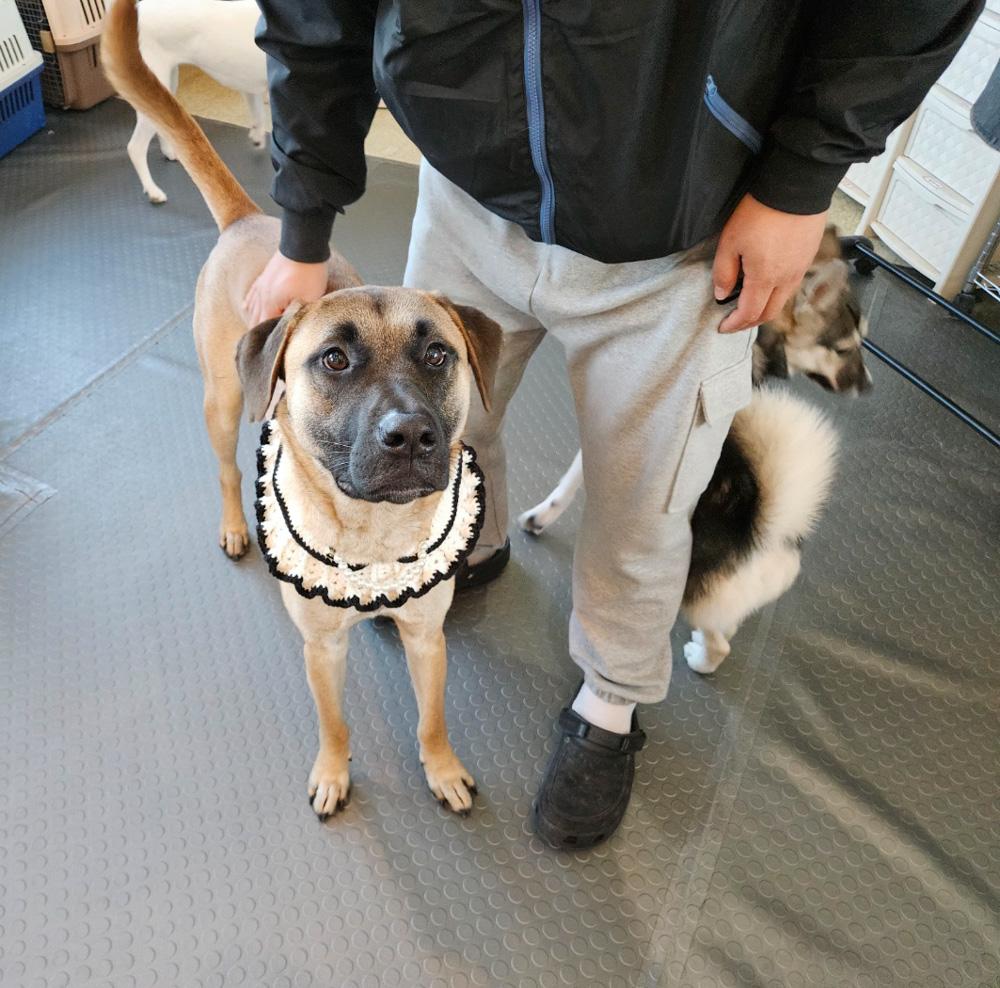 Dog for adoption - Randy, a Mixed Breed in Vancouver, BC | Petfinder