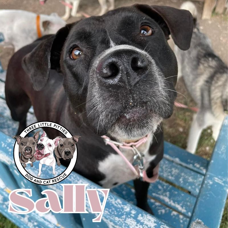 Dog for adoption - Sally Sweetheart the Perfect Family Pup, a Pit Bull ...
