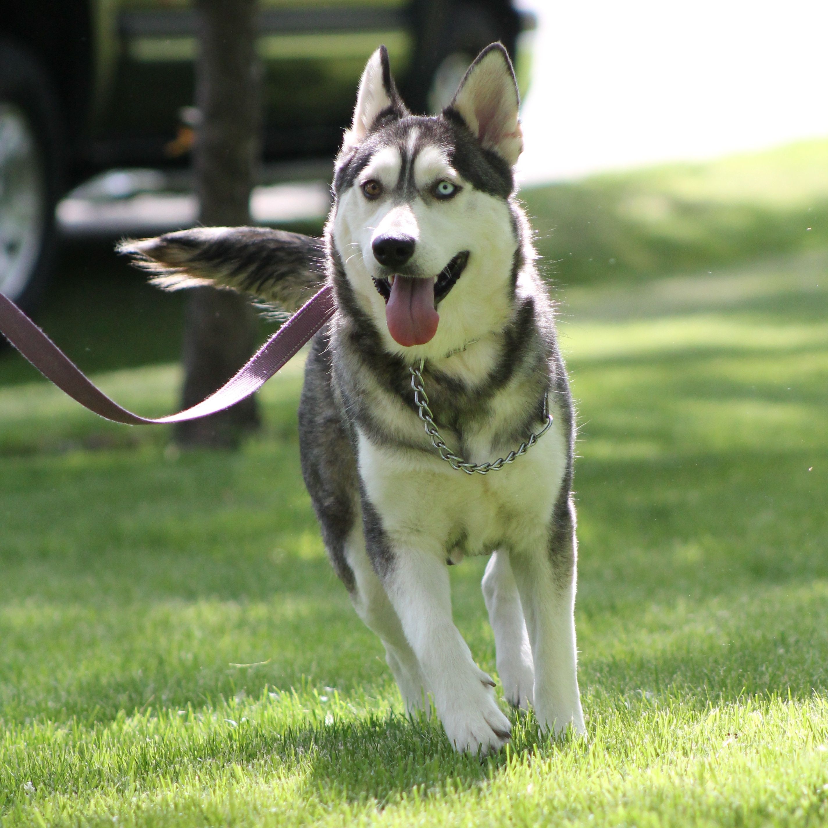 Dog for adoption - Zelda, a Siberian Husky in West Suffield, CT | Petfinder