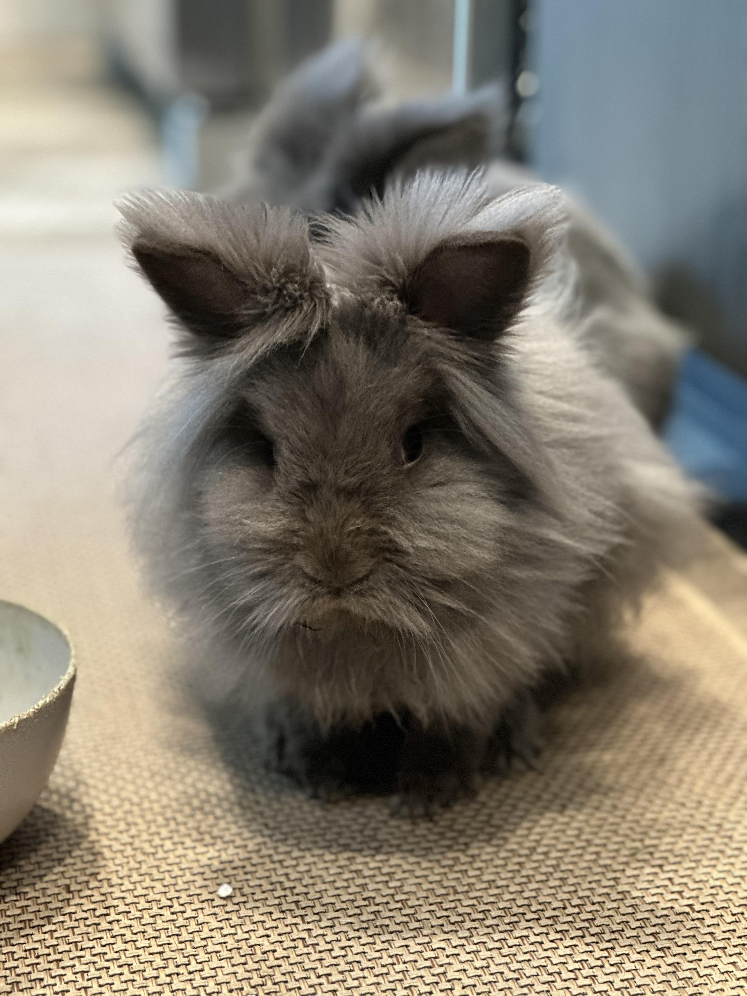 Rabbit for adoption - Roy, a Lionhead in Los Angeles, CA | Petfinder