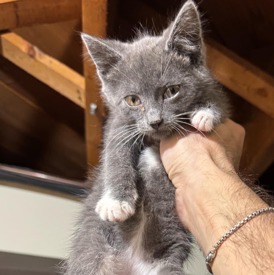 Cat for adoption - Stuart Little, a Domestic Short Hair in Royal Oak ...