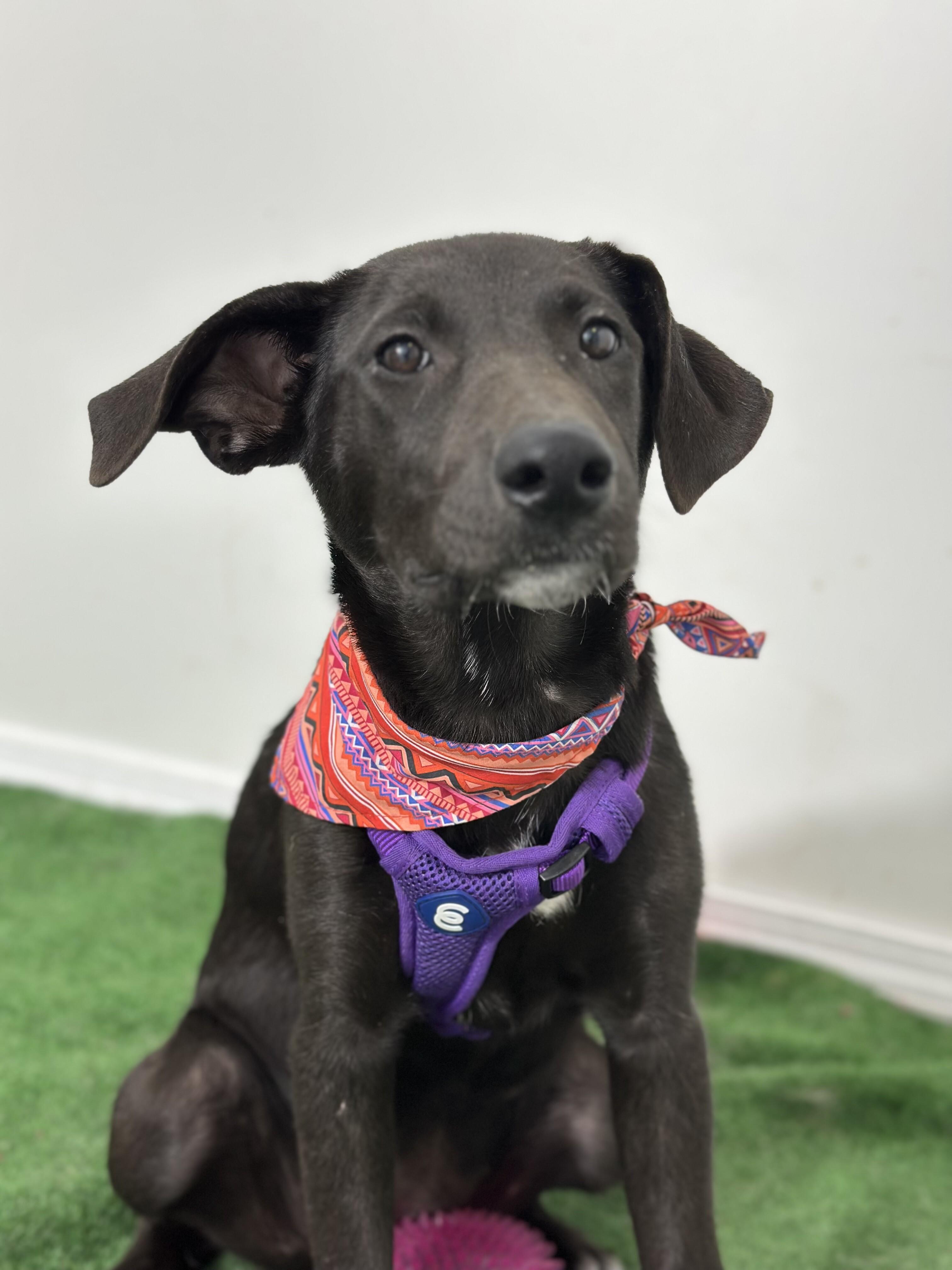 Dog for adoption - Moeba, a Black Labrador Retriever Mix in Sparks, NV ...