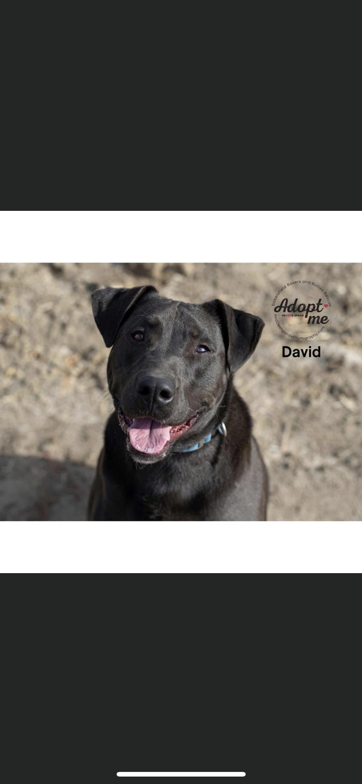 Dog for adoption - David, a Labrador Retriever & Black Labrador ...