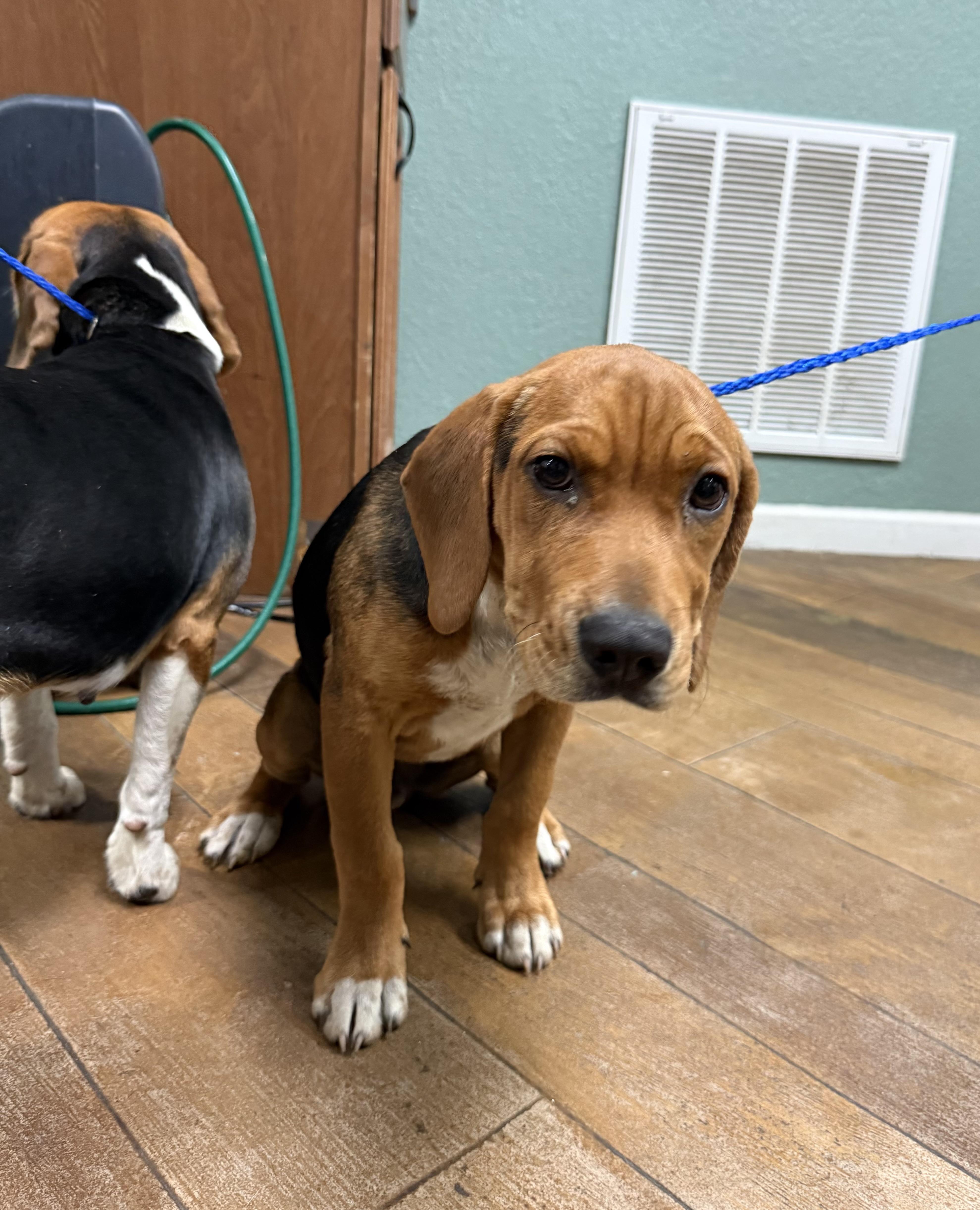 Dog for adoption - Huck – Sweet Beagle Mix Pup Learning What Love Feels ...