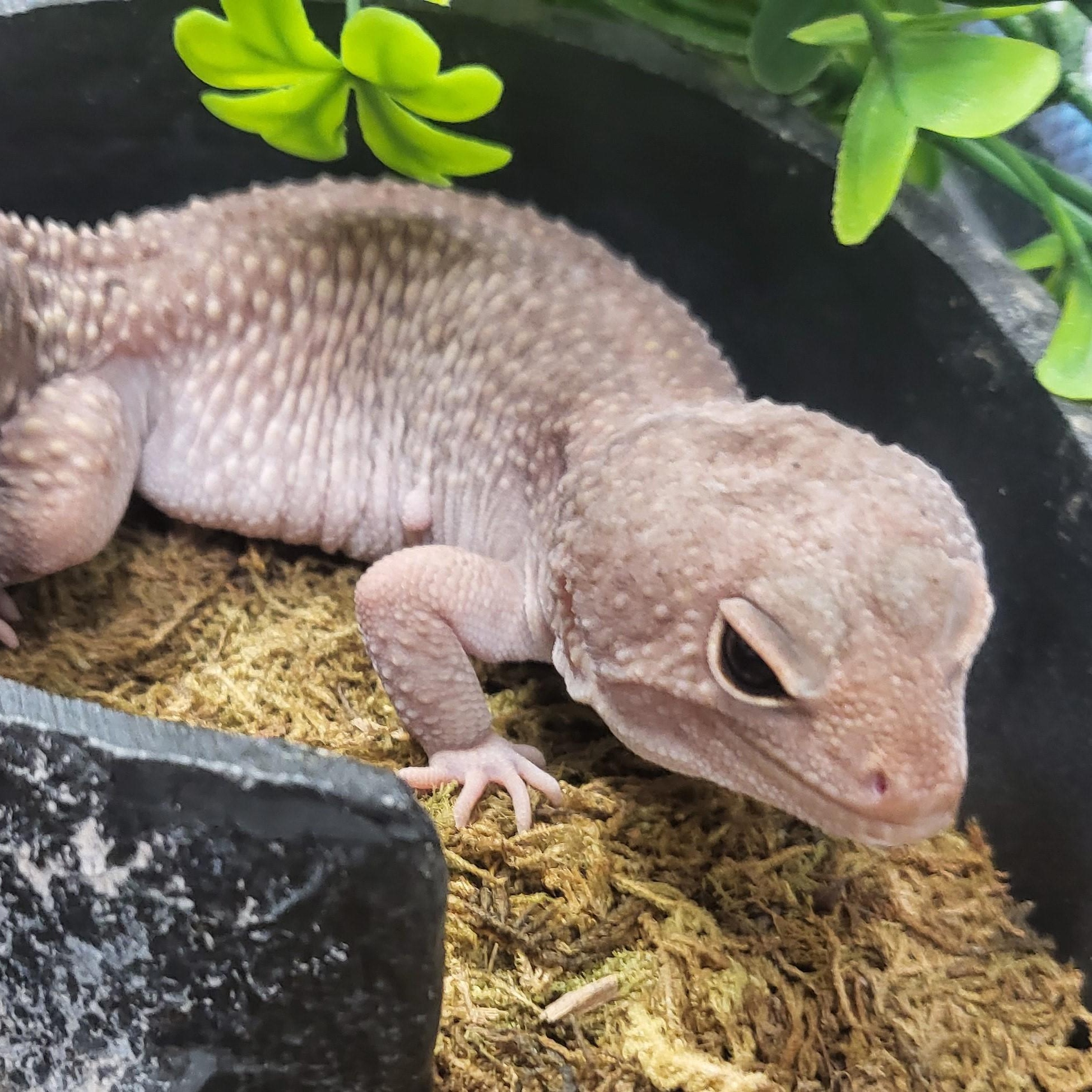 Reptile for adoption - Nico, a Lizard in Allen, TX | Petfinder