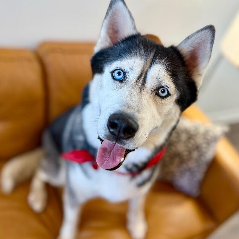 Dog for adoption - Hammie Fluffington the Giant Lover Boy, a Husky ...