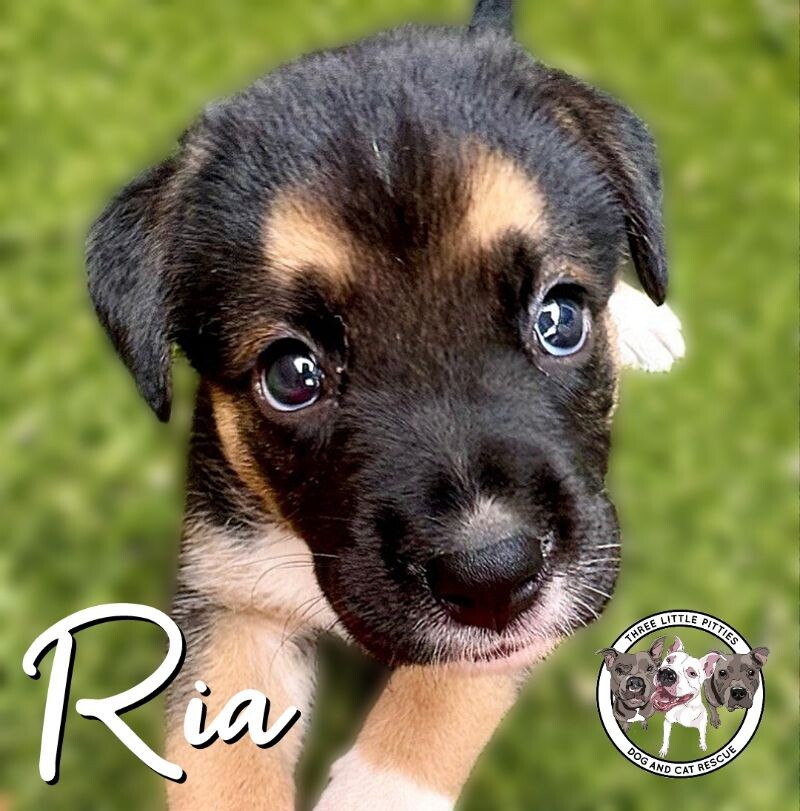 Dog for adoption - Ria Balbina, a Black Mouth Cur & Boxer Mix in Provo ...