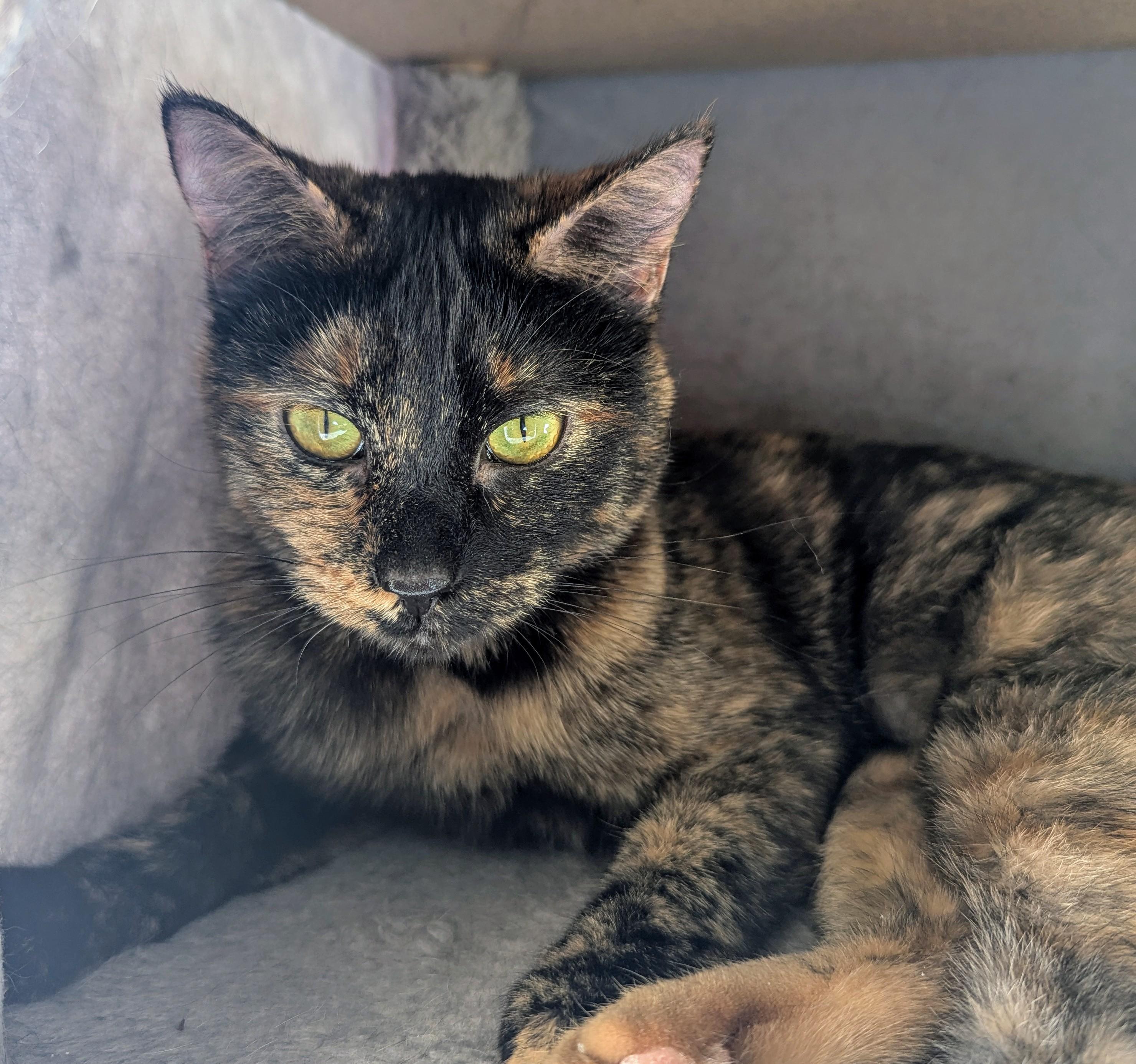 Cat for adoption - Dru, a Domestic Short Hair in Decatur, IL | Petfinder