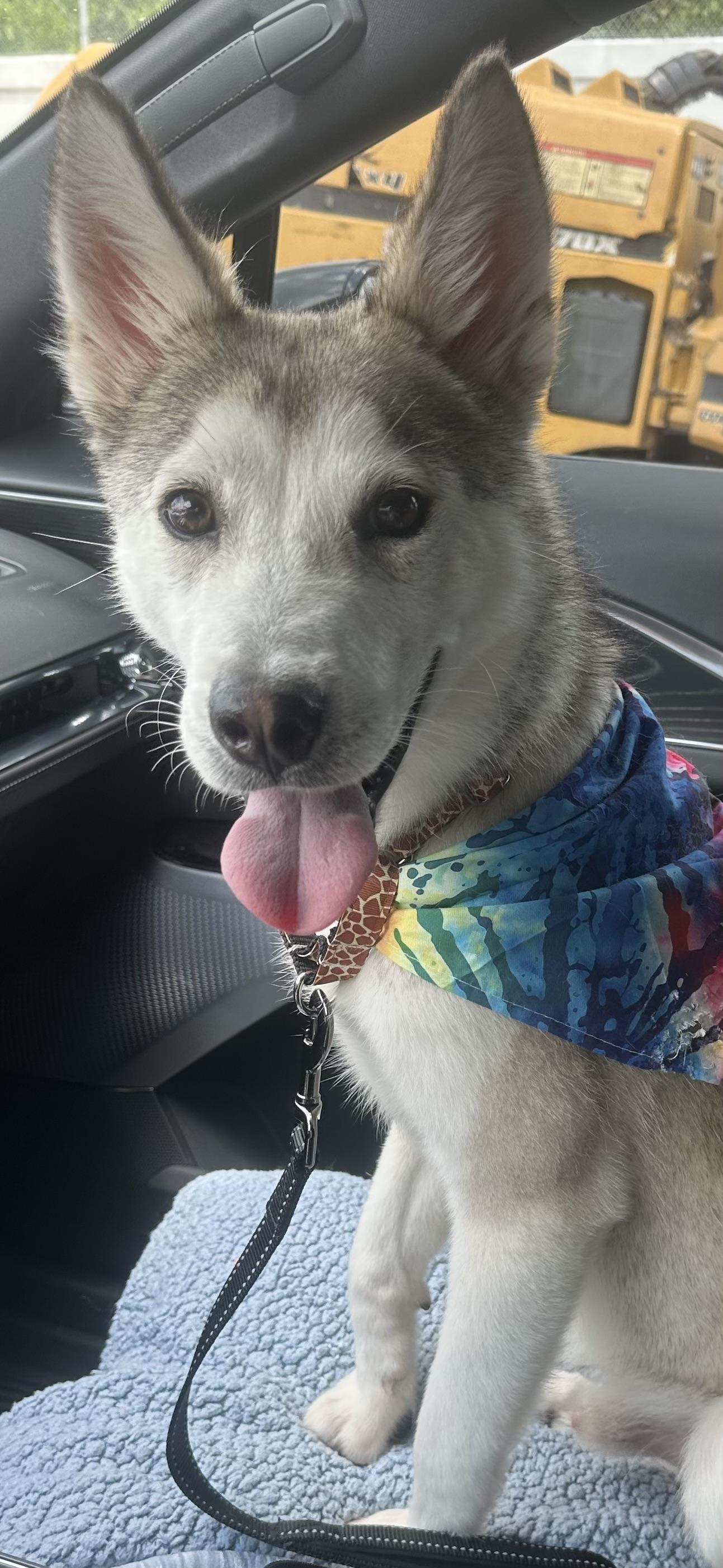 Dog for adoption - Alex the Great, a Siberian Husky Mix in Union, KY ...