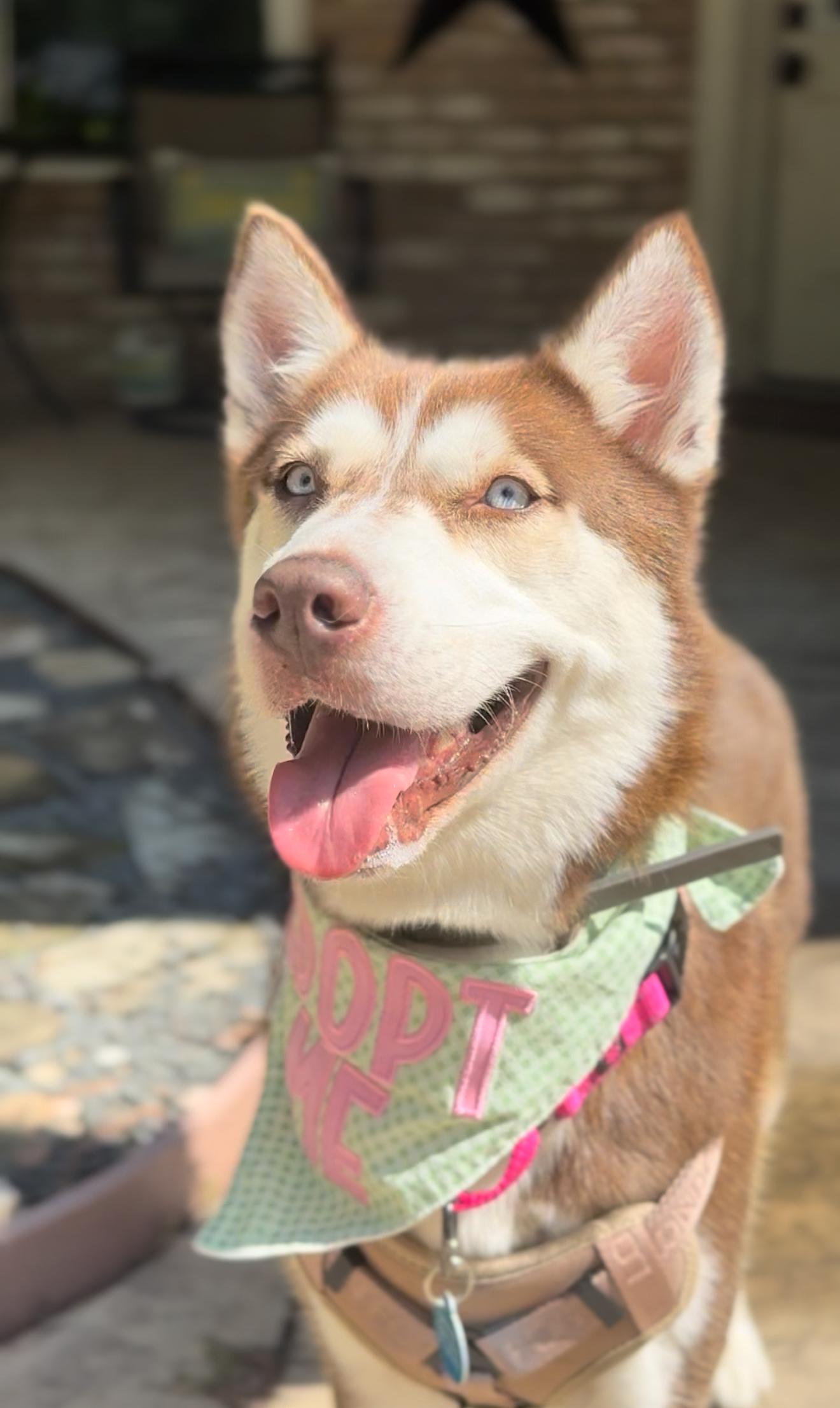 Dog for adoption - Glitter Belle, a Siberian Husky in Salem, OR | Petfinder