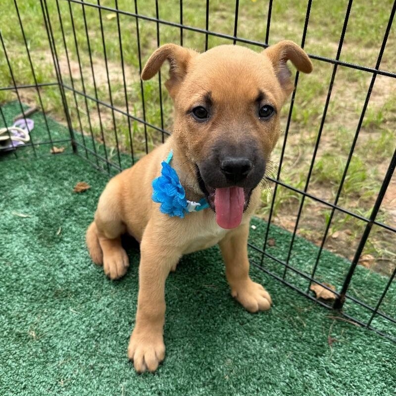 Dog for adoption - Hudson River, a Pit Bull Terrier & Labrador Retriever Mix in Syracuse, NY ...