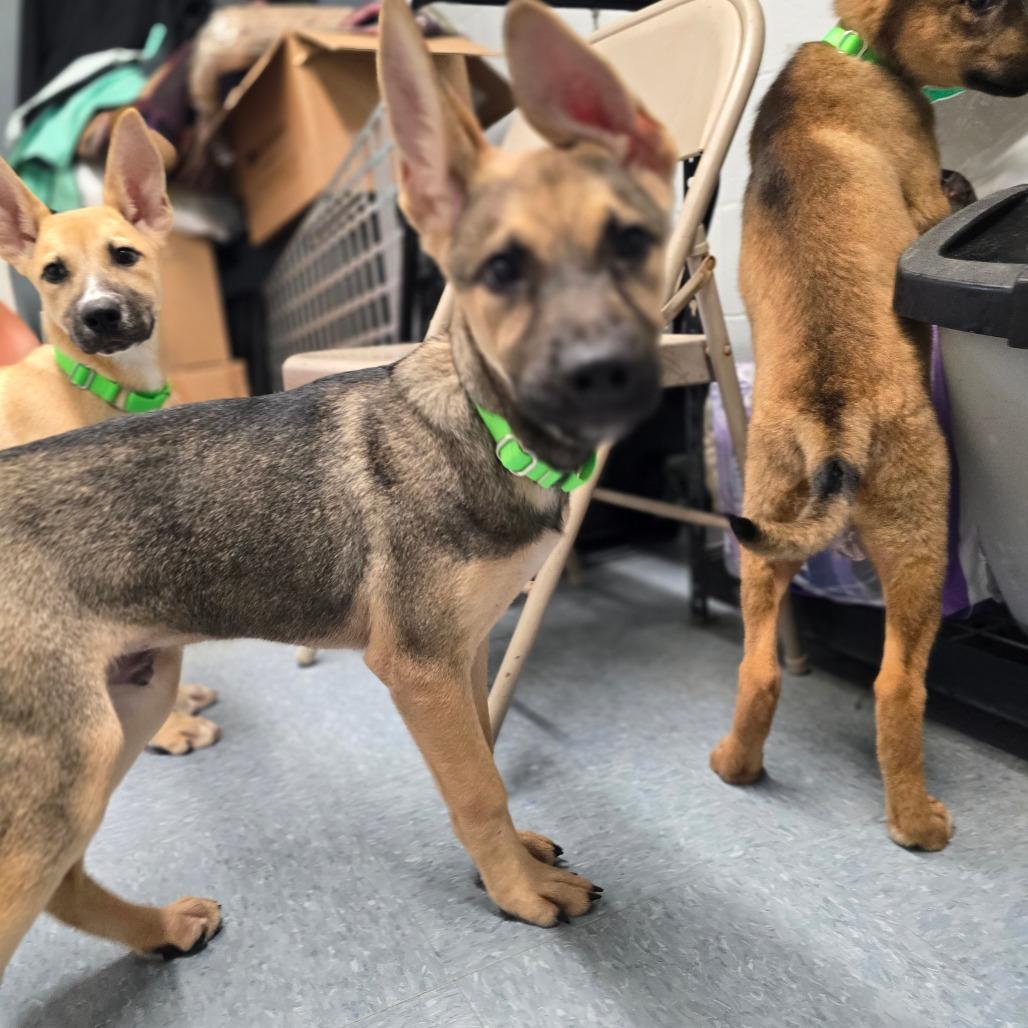 Dog for adoption - Weasel, a German Shepherd Dog in South Bend, IN | Petfinder