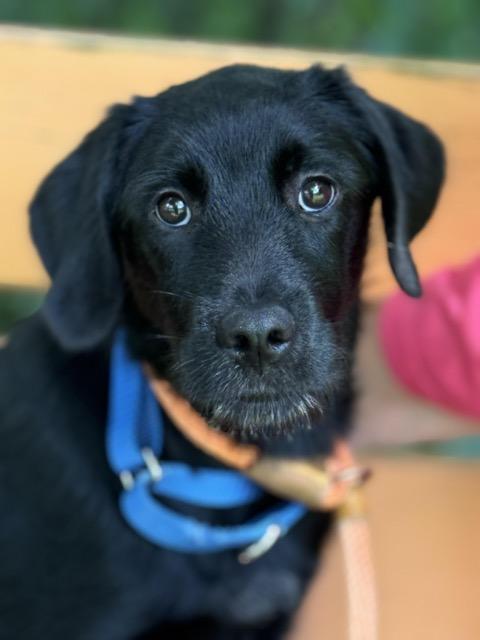 Dog for adoption - Winnie, a Labradoodle & Beagle Mix in Sparta, NJ ...