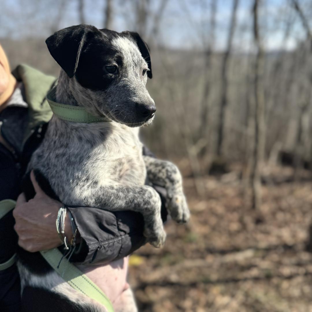 Dog for adoption - Romeo - Transport, a Labrador Retriever & Australian ...