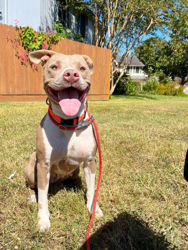 Dog for adoption - Smiley Ark the Serene Faithful Friend, a Pit Bull ...