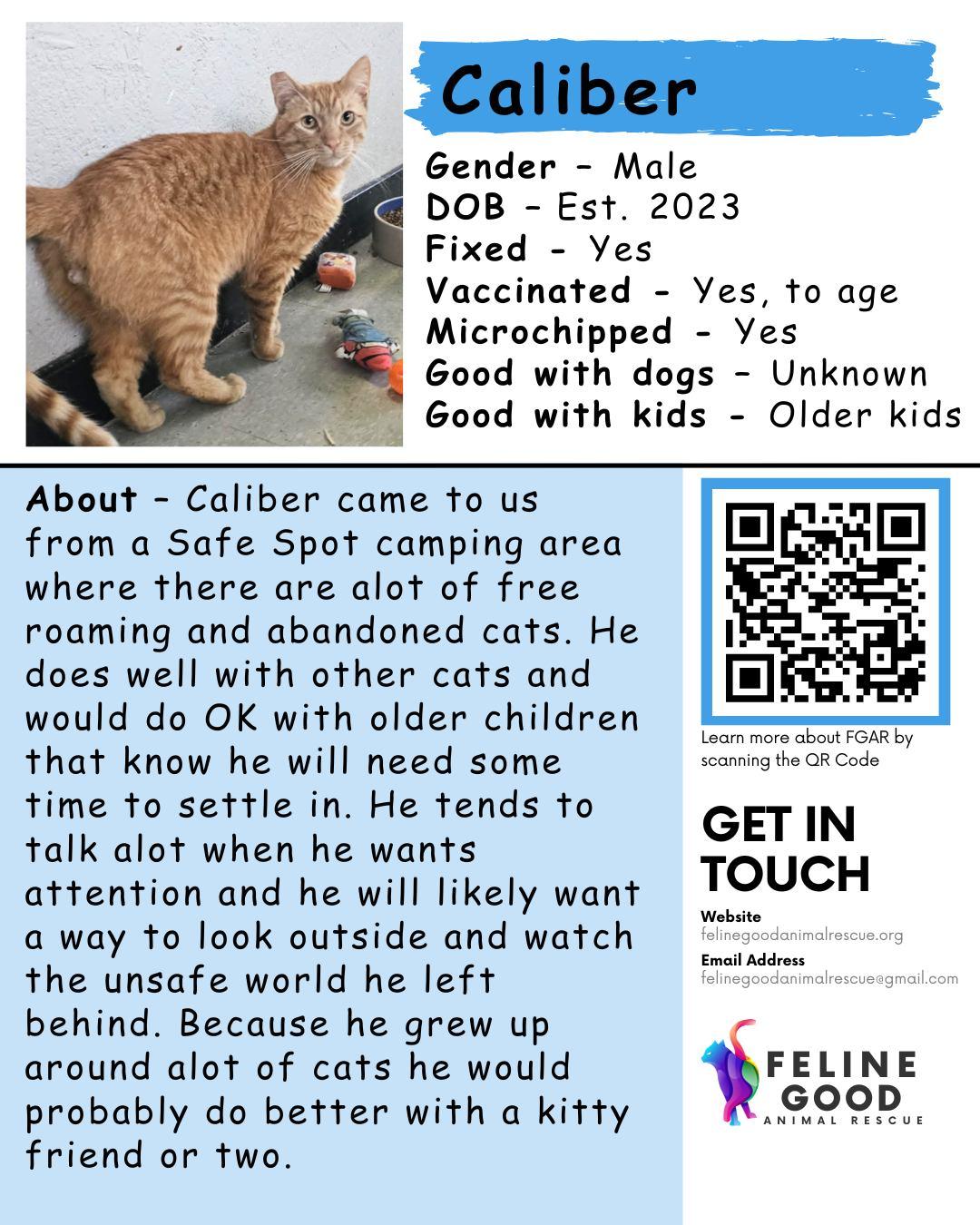 Cat for adoption - Caliber (Cal), a Domestic Short Hair in Eugene, OR ...