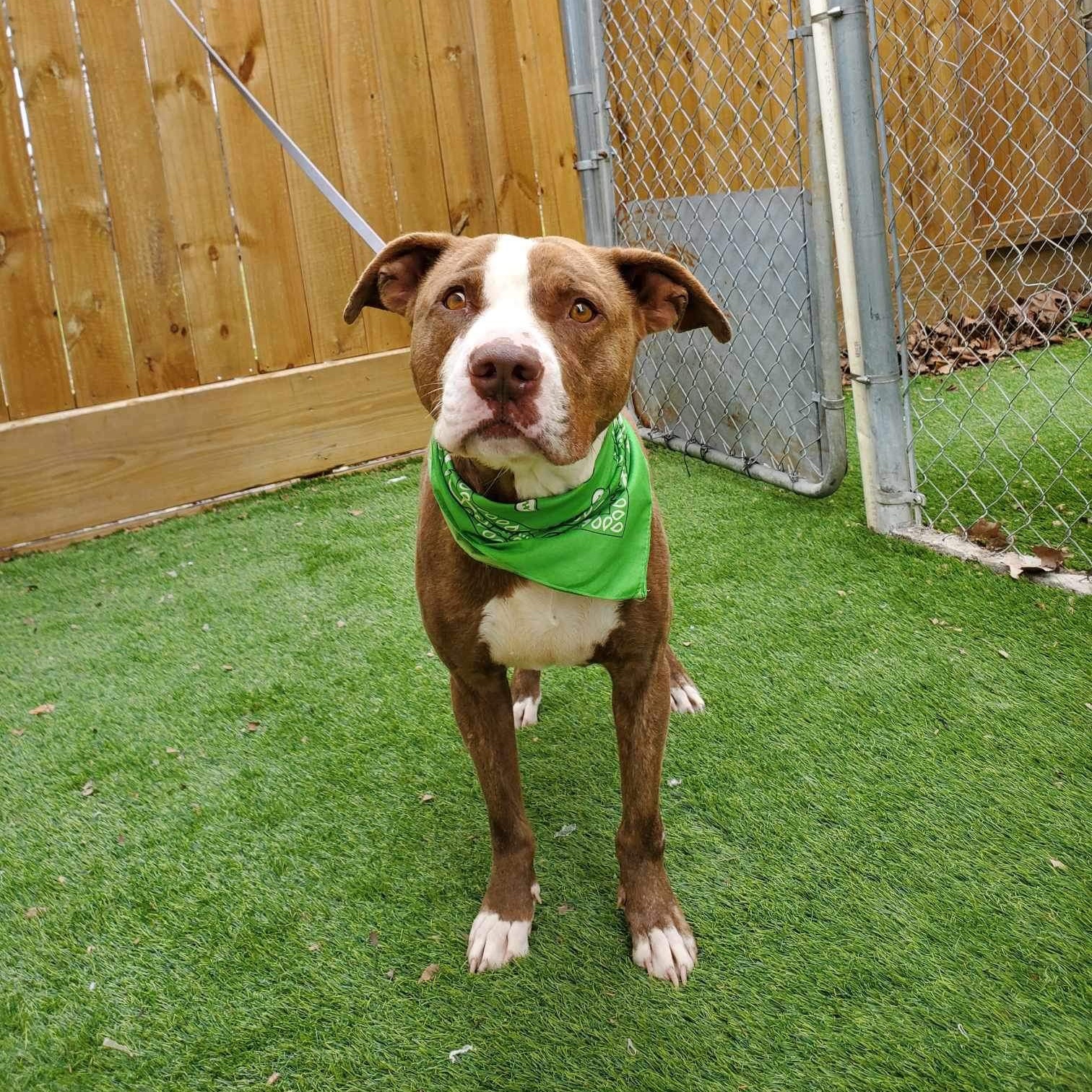 Dog for adoption - Davey, a Labrador Retriever in Abbotsford, BC ...