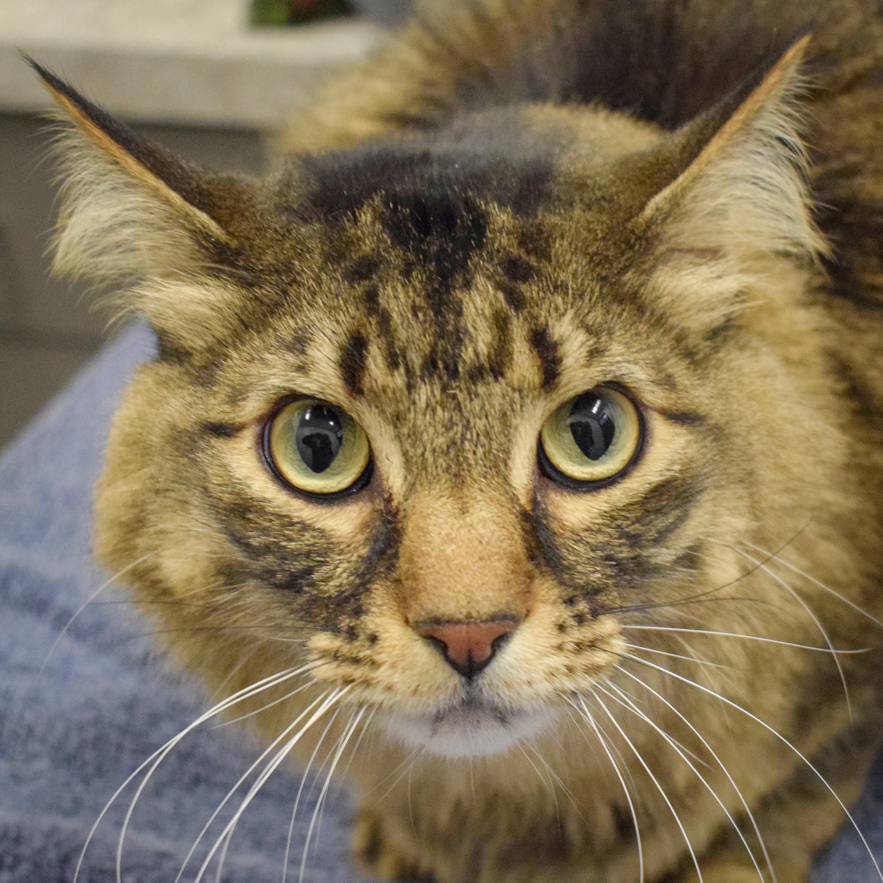 Cat for adoption - Buster, a Tabby & Domestic Long Hair Mix in Huntley, IL | Petfinder