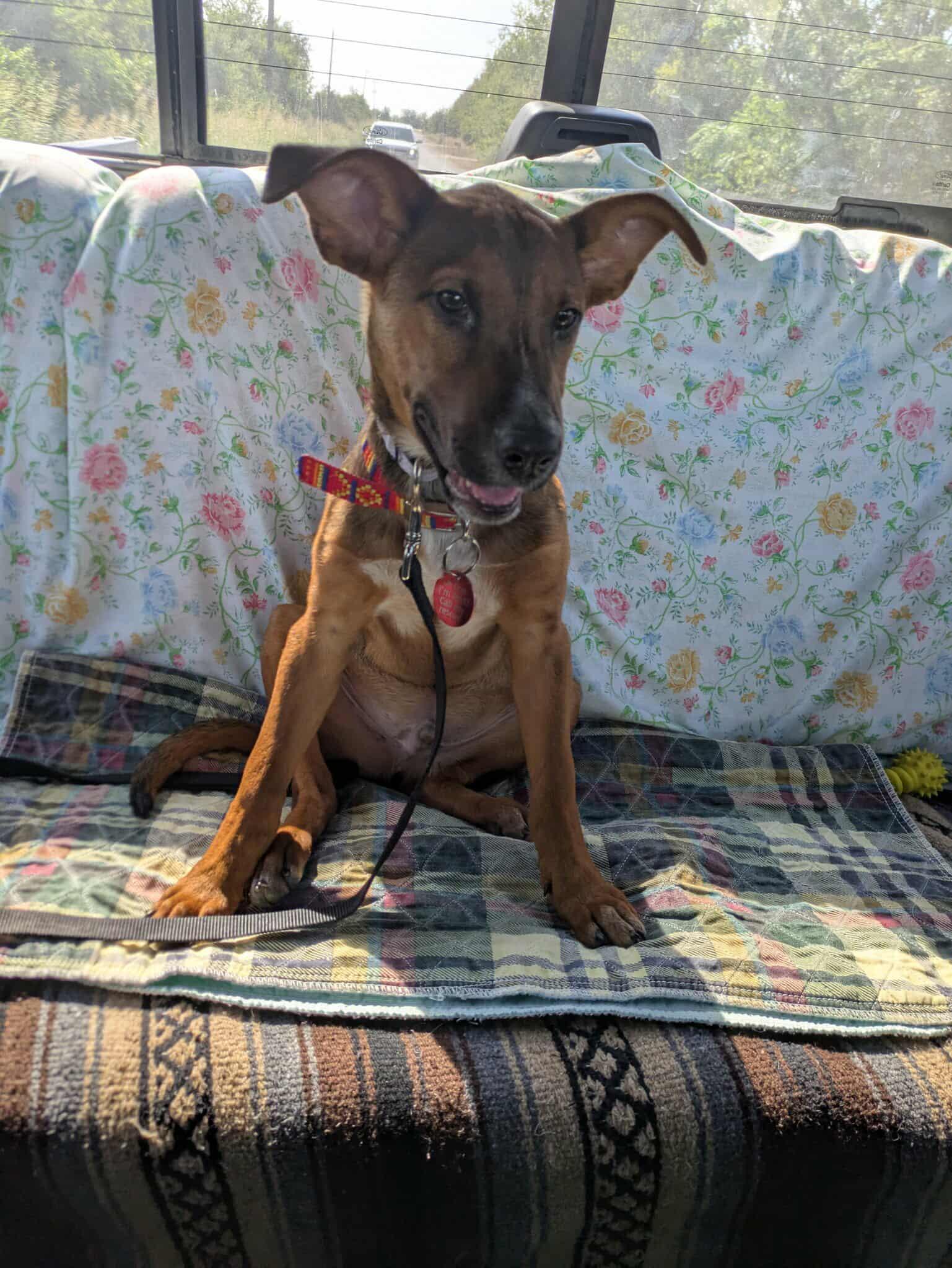 Dog for adoption - Howie, a Black Mouth Cur in Boise, ID | Petfinder