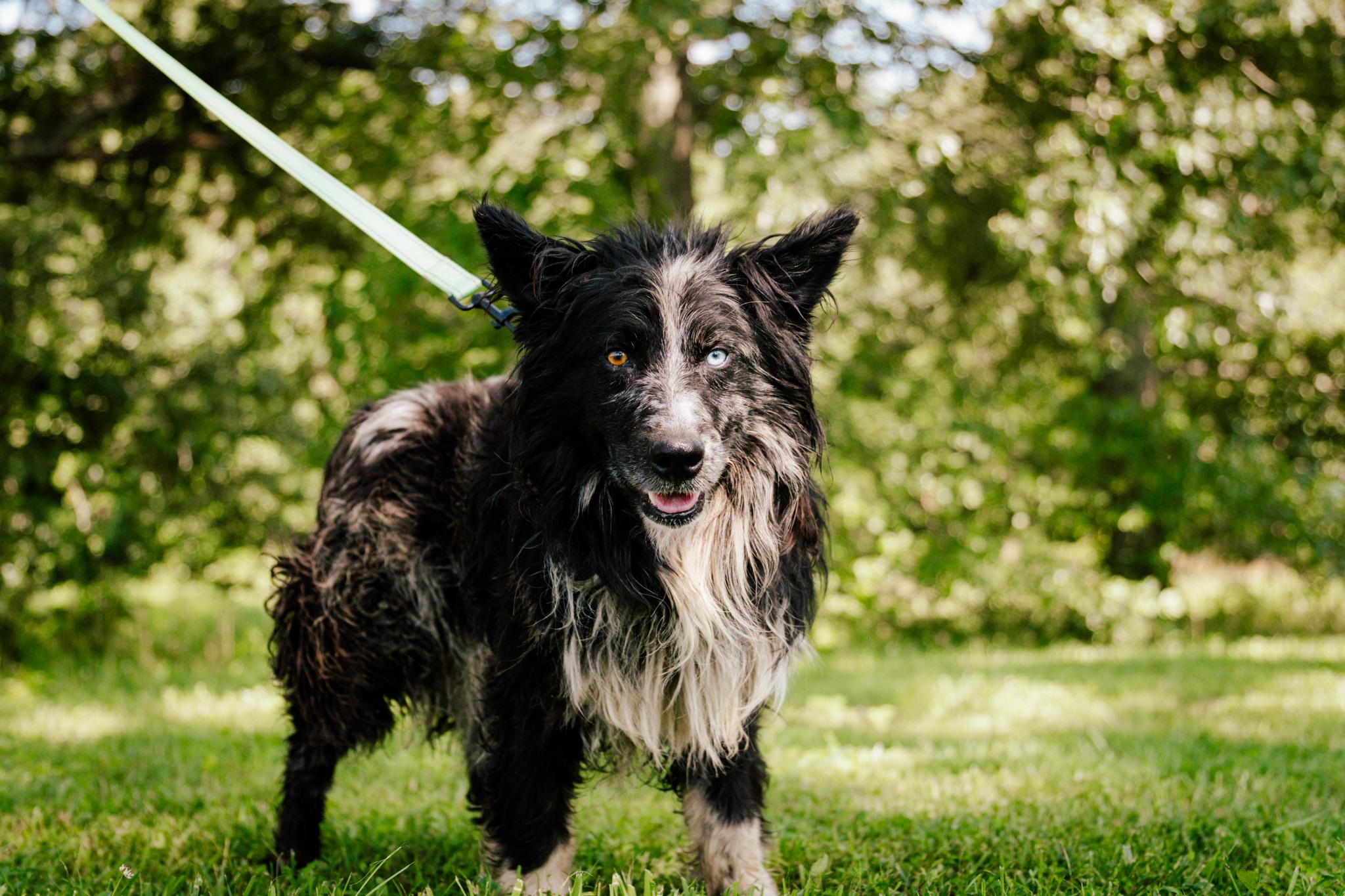 Dog for adoption - Grayson, an Australian Shepherd Mix in Gradyville ...